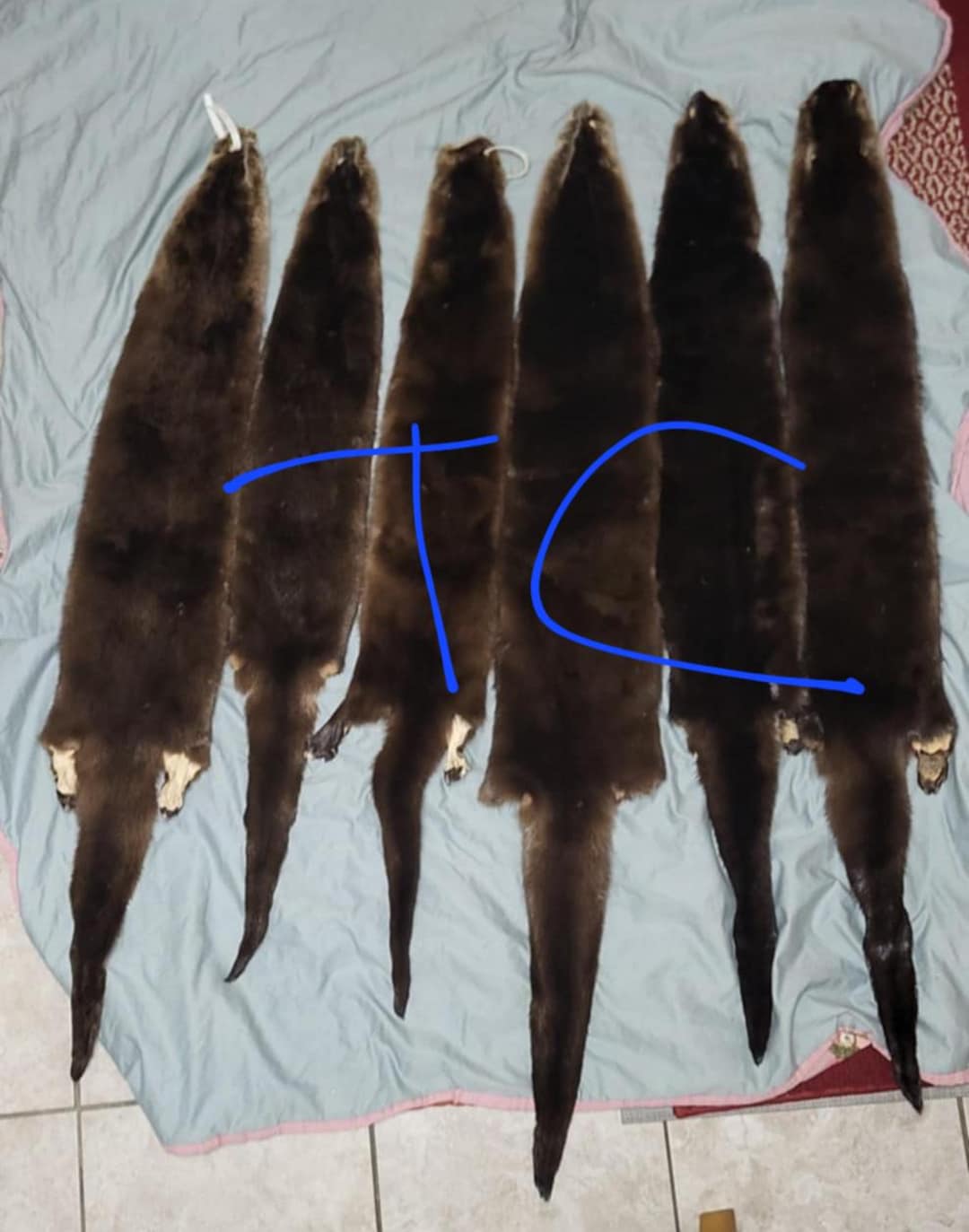 Tanned Otter Pelt – Premium Quality Fur for Display, Crafting & Decor ...