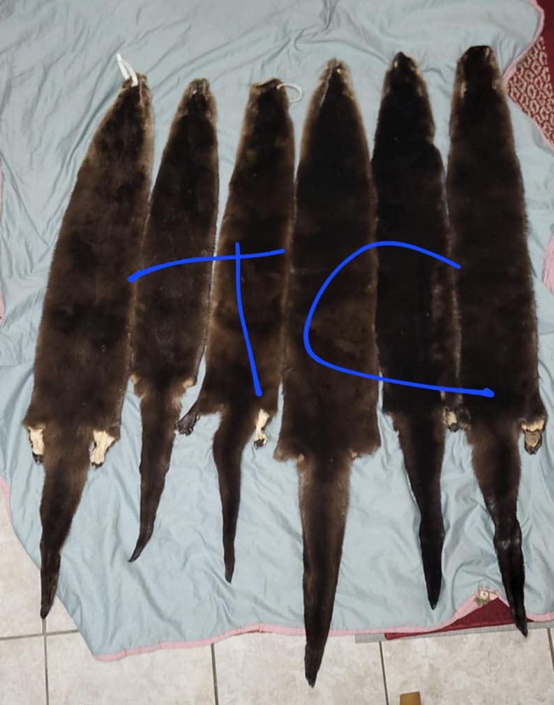 Tanned Otter Pelt – Premium Quality Fur for Display, Crafting & Decor ...