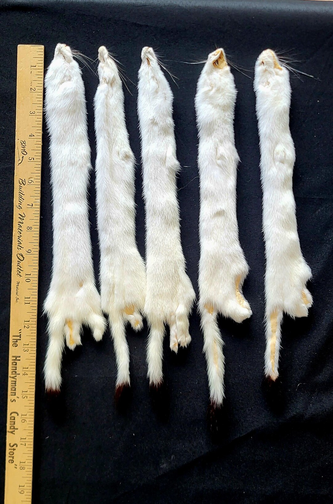 Tanned White Weasel / Ermine Pelts – Professionally Prepared, Soft ...