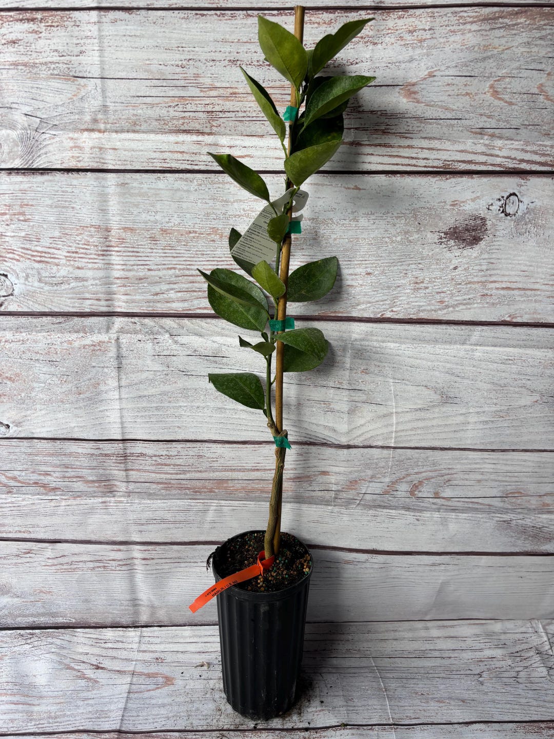 Hamlin Orange Tree - Etsy