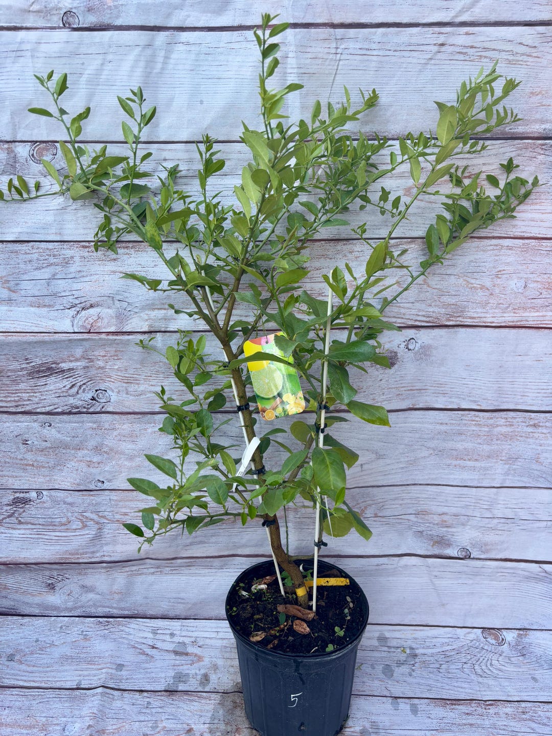 Hybrid Citrus- Harvey Lemon and Key Lime- 3 Gallon 3 Feet- Rare 2 in 1 ...