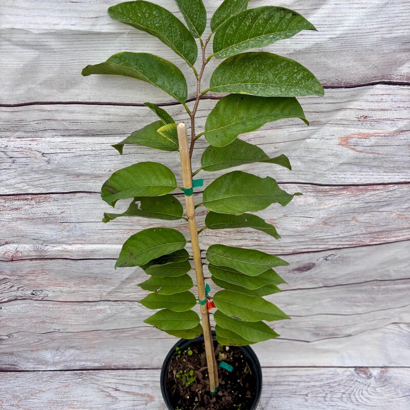 Sugar Plum Tree - Etsy