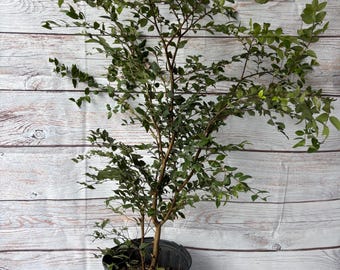 Jaboticaba Sabara Brazilian Grape Live Fruit Tree Jabuticaba 14in to ...