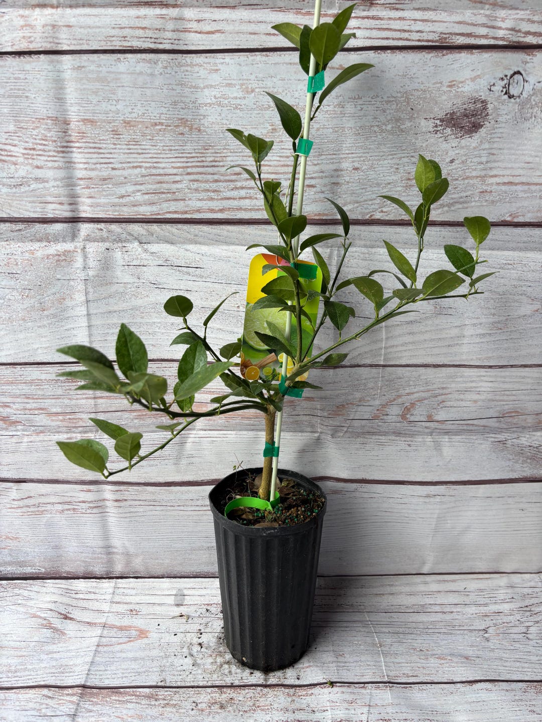 Key Lime Tree - Etsy