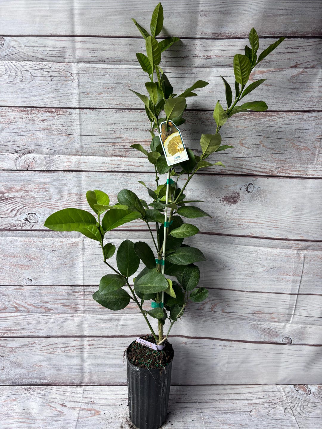 Ponderosa Lemon Tree - Etsy
