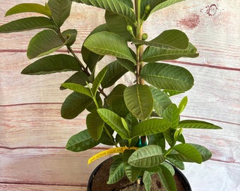 Guava Tree Hong Kong (hawaiian), Psidium Guajava Tree Live Plant in 3 ...