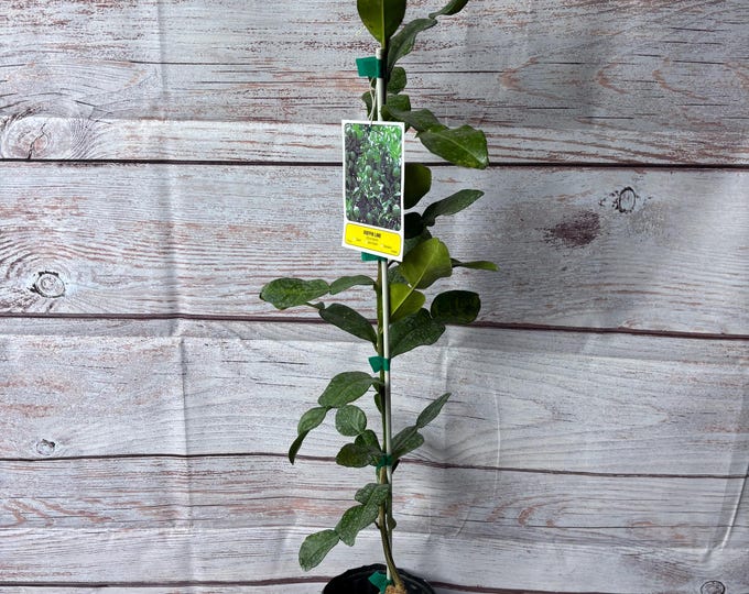 Kaffir Lime Tree - Etsy