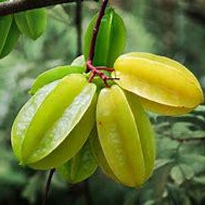 Star Fruit Tree (carambola) - Etsy
