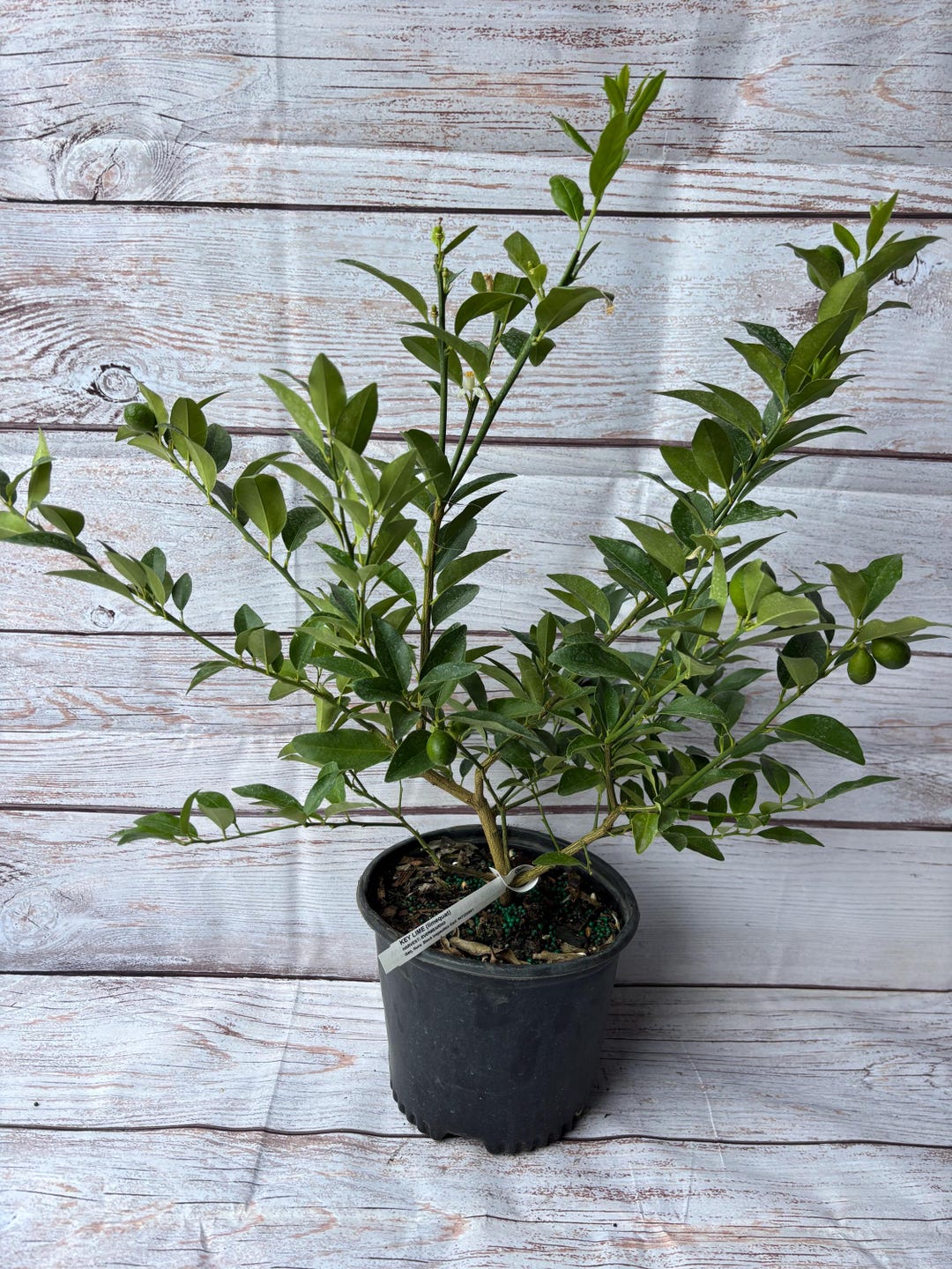 Dwarf Key Lime Tree With Flowers - Etsy