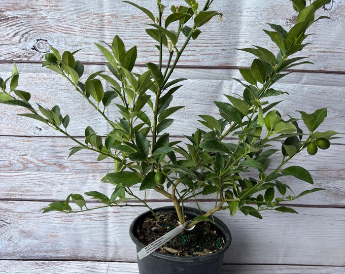 Thornless Mexican Key Lime Tree - 26-30" Tall - Gallon Pot - Live Plant ...