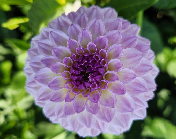 Isabel Dahlia Tuber - Etsy