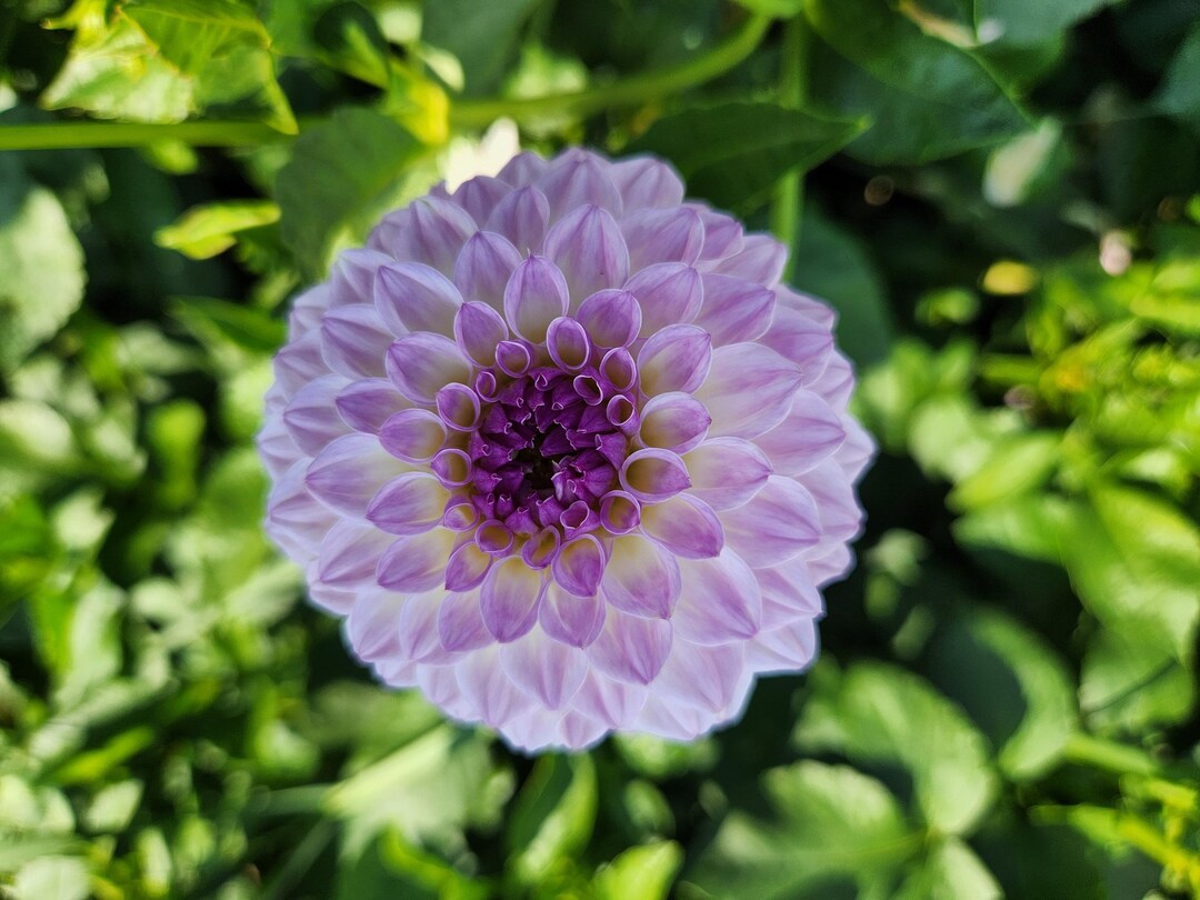 Eveline Dahlia Tuber - Etsy