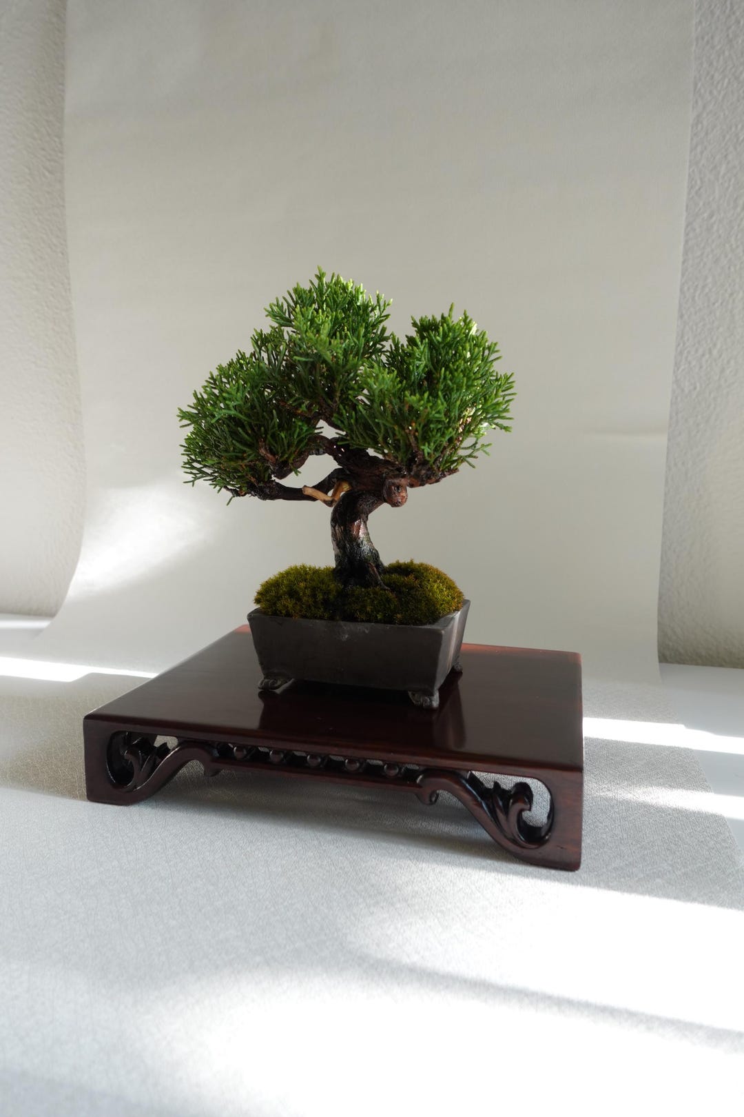 Handcrafted Wooden Bonsai Stand. Bonsai Display Stand. Minimalist ...