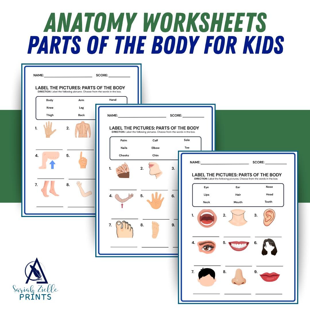 Anatomy Human Body Parts and System Labeling Worksheets for Kids ...