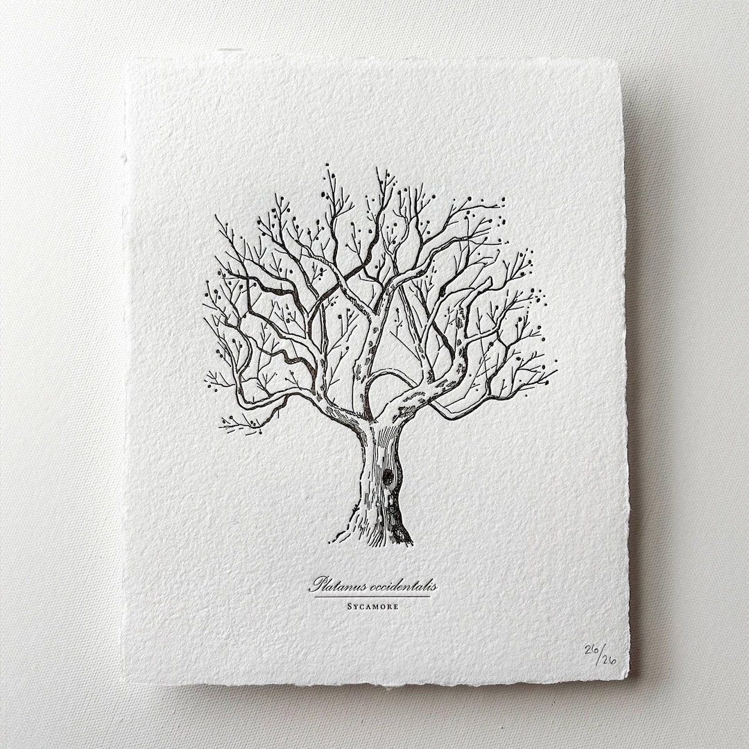 Sycamore Tree in Winter - Hand Drawn Botanical Illustration ...