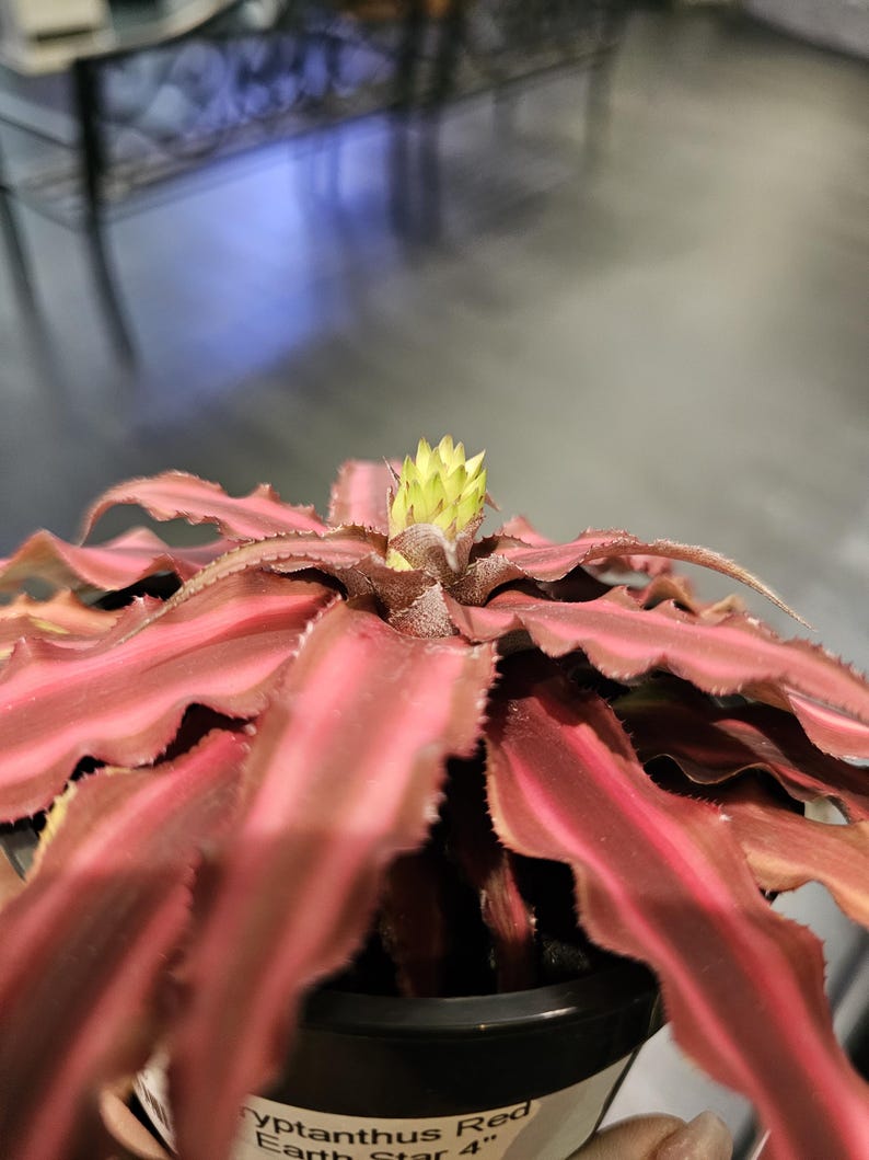 Cryptanthus Red Earth Star 4" - Etsy