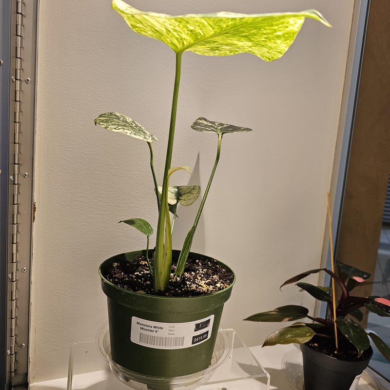 Monstera Devil Monster - Etsy