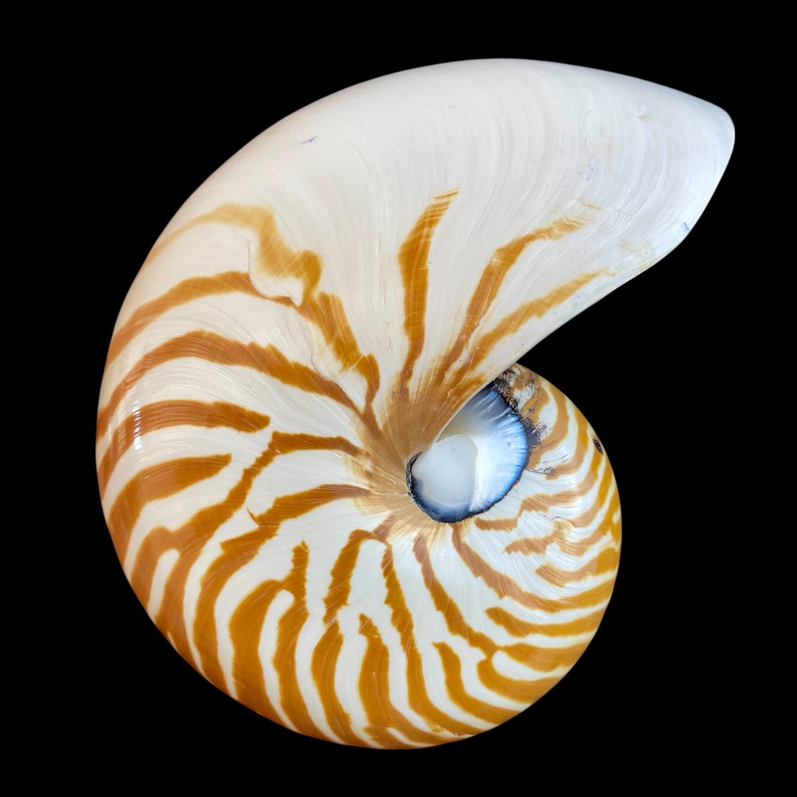 Nautilus Shell Cut in Half Curiosity Cabinet Decor (15 - 18cm ...