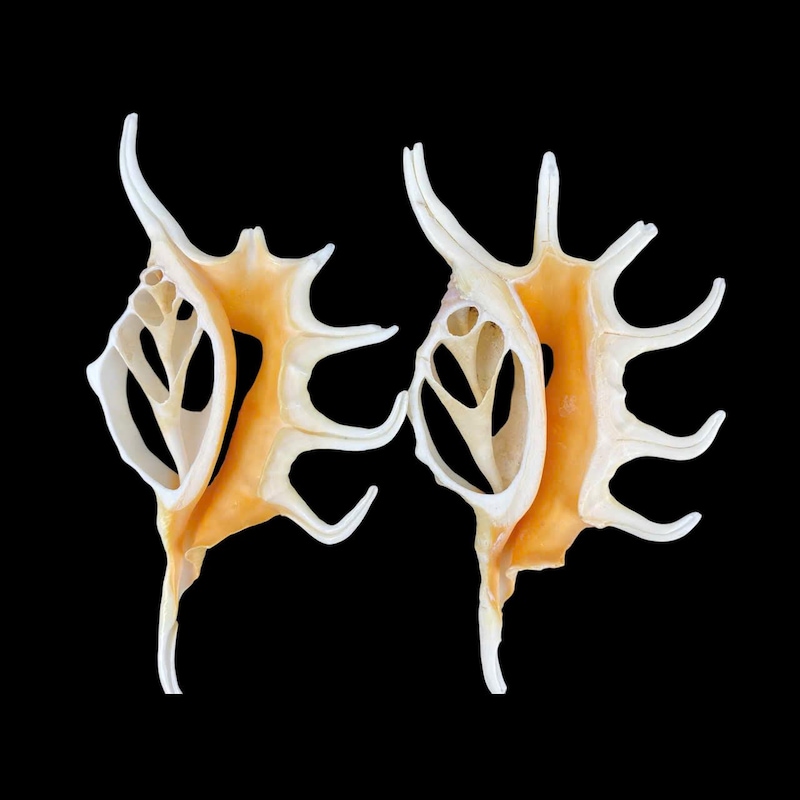 Sliced Shell - Etsy