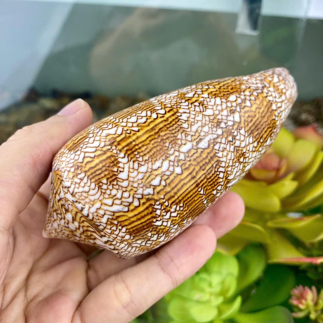 Conus Textile Shell Collection | Textile Seashell Coastal Home ...