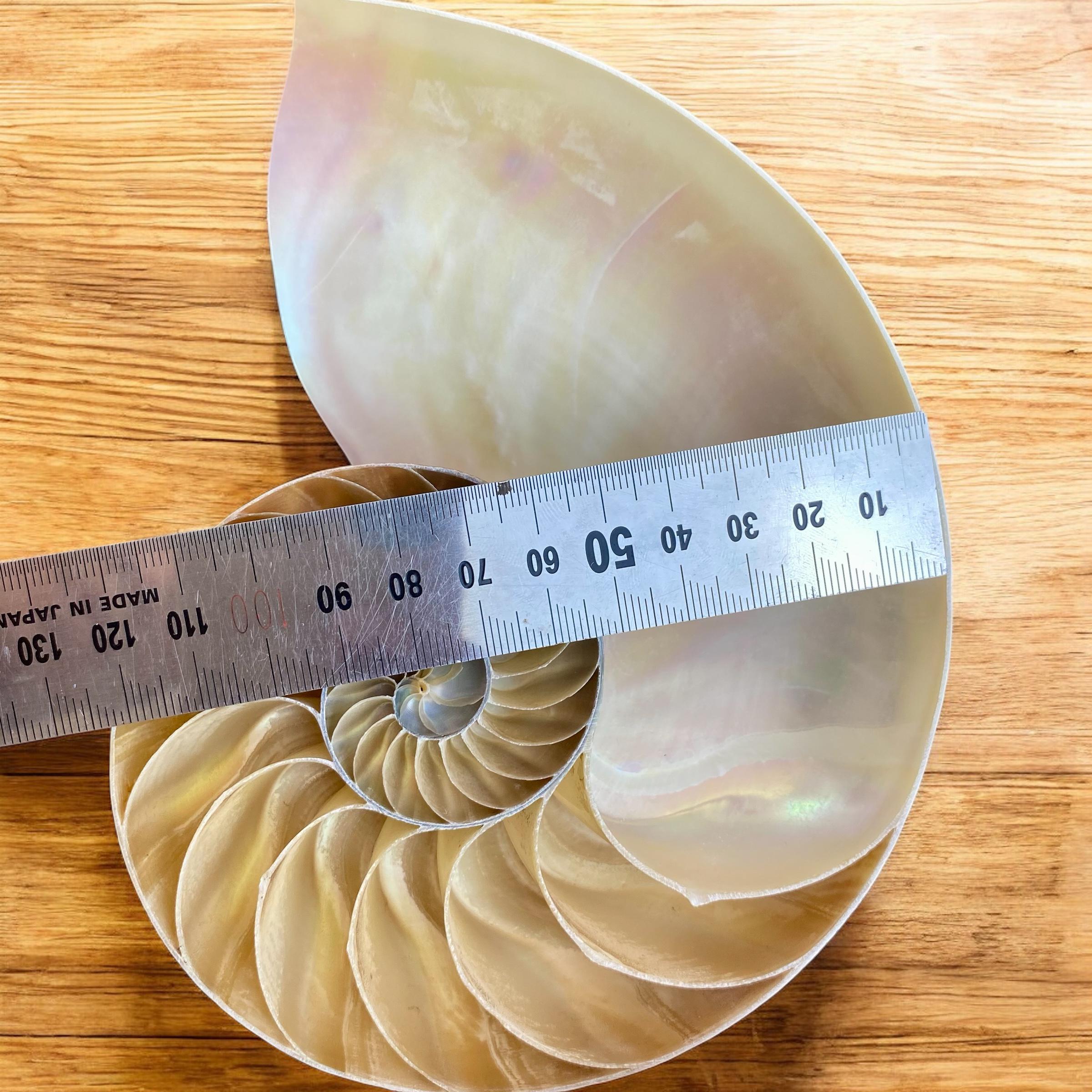 Nautilus Shell Cut in Half Curiosity Cabinet Decor (15 - 18cm ...