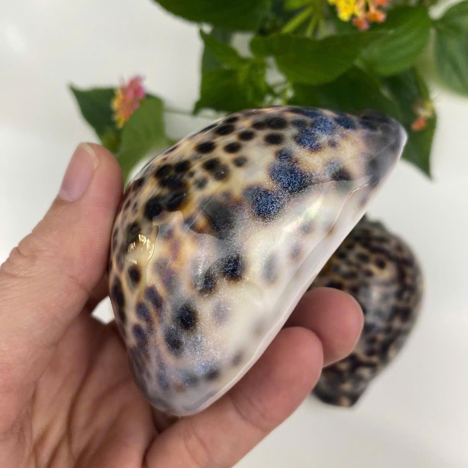 Tortoise Cowrie Seashell: Chelycypraea Testudinaria, Coastal Decor (3.5 ...