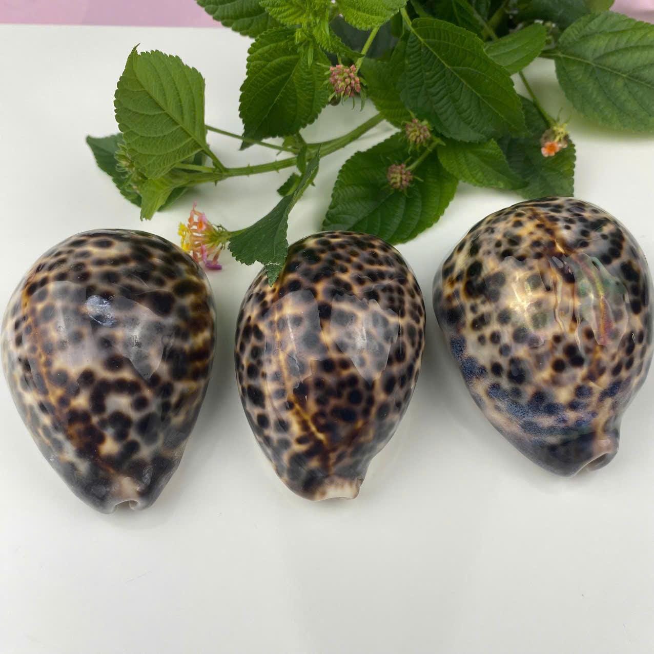 Tortoise Cowrie Seashell: Chelycypraea Testudinaria, Coastal Decor (3.5 ...