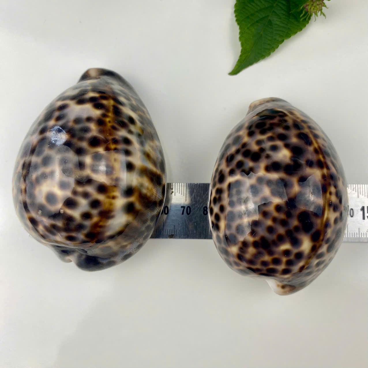 Tortoise Cowrie Seashell: Chelycypraea Testudinaria, Coastal Decor (3.5 ...