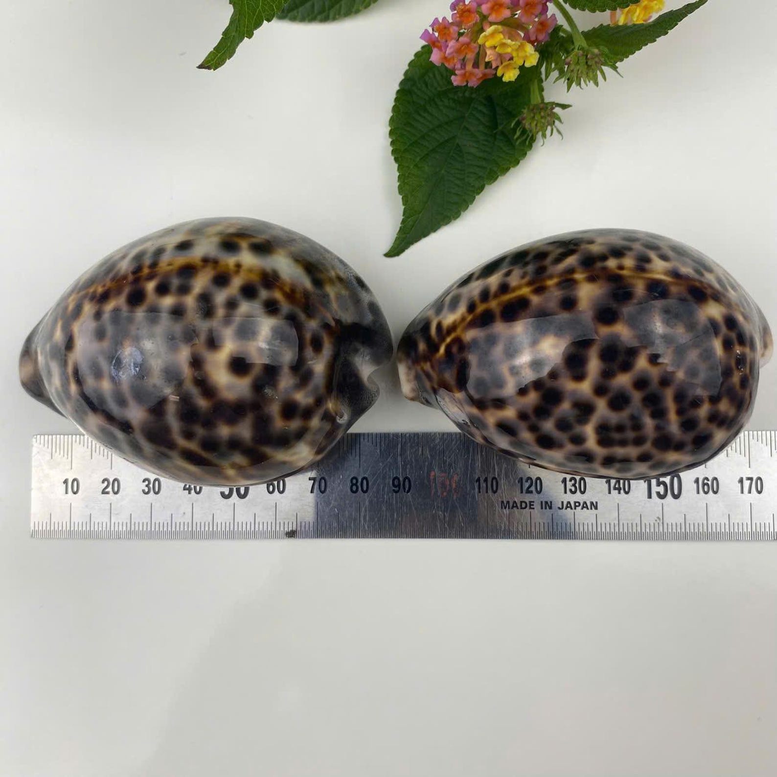 Tortoise Cowrie Seashell: Chelycypraea Testudinaria, Coastal Decor (3.5 ...