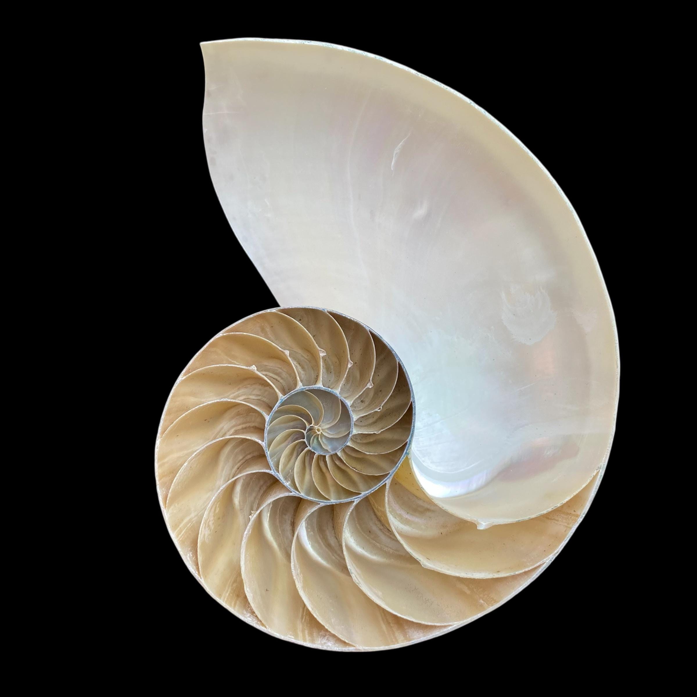Nautilus Shell Cut in Half Curiosity Cabinet Decor (15 - 18cm ...