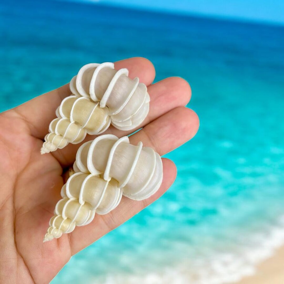 White Wentletrap Seashells - Spiral Seashell Collection - Coastal Decor ...