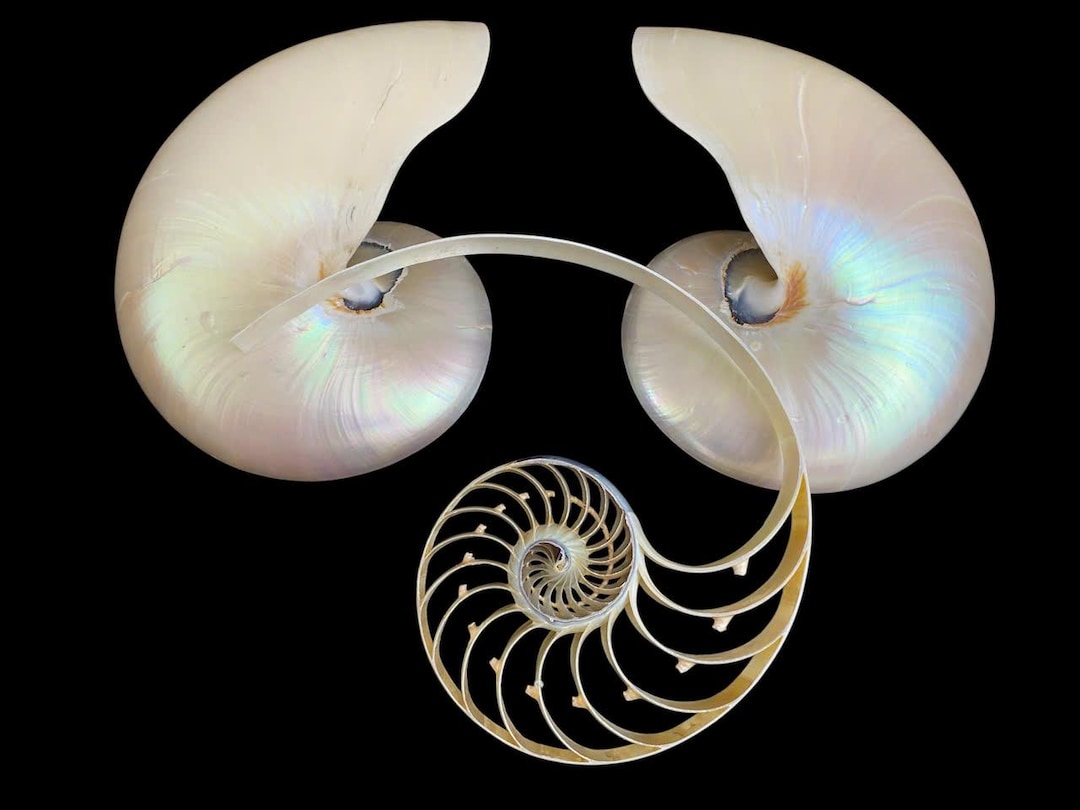 Unique Nautilus Shell Slices Art Coastal Decor, Nautilus Sliced Shell ...