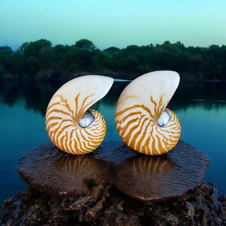 Nautilus Shell Cut in Half Curiosity Cabinet Decor (15 - 18cm ...
