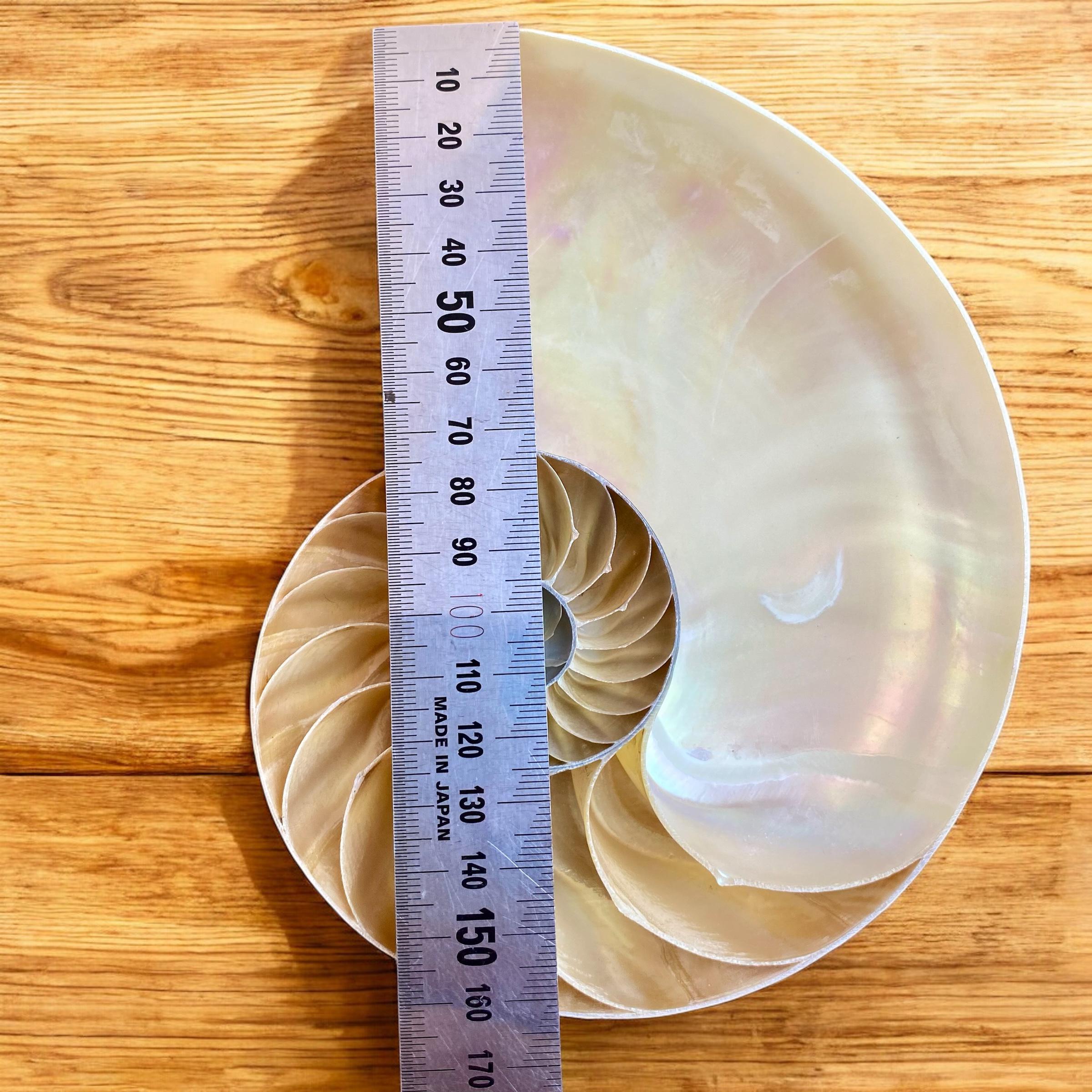 Nautilus Shell Cut in Half Curiosity Cabinet Decor (15 - 18cm ...