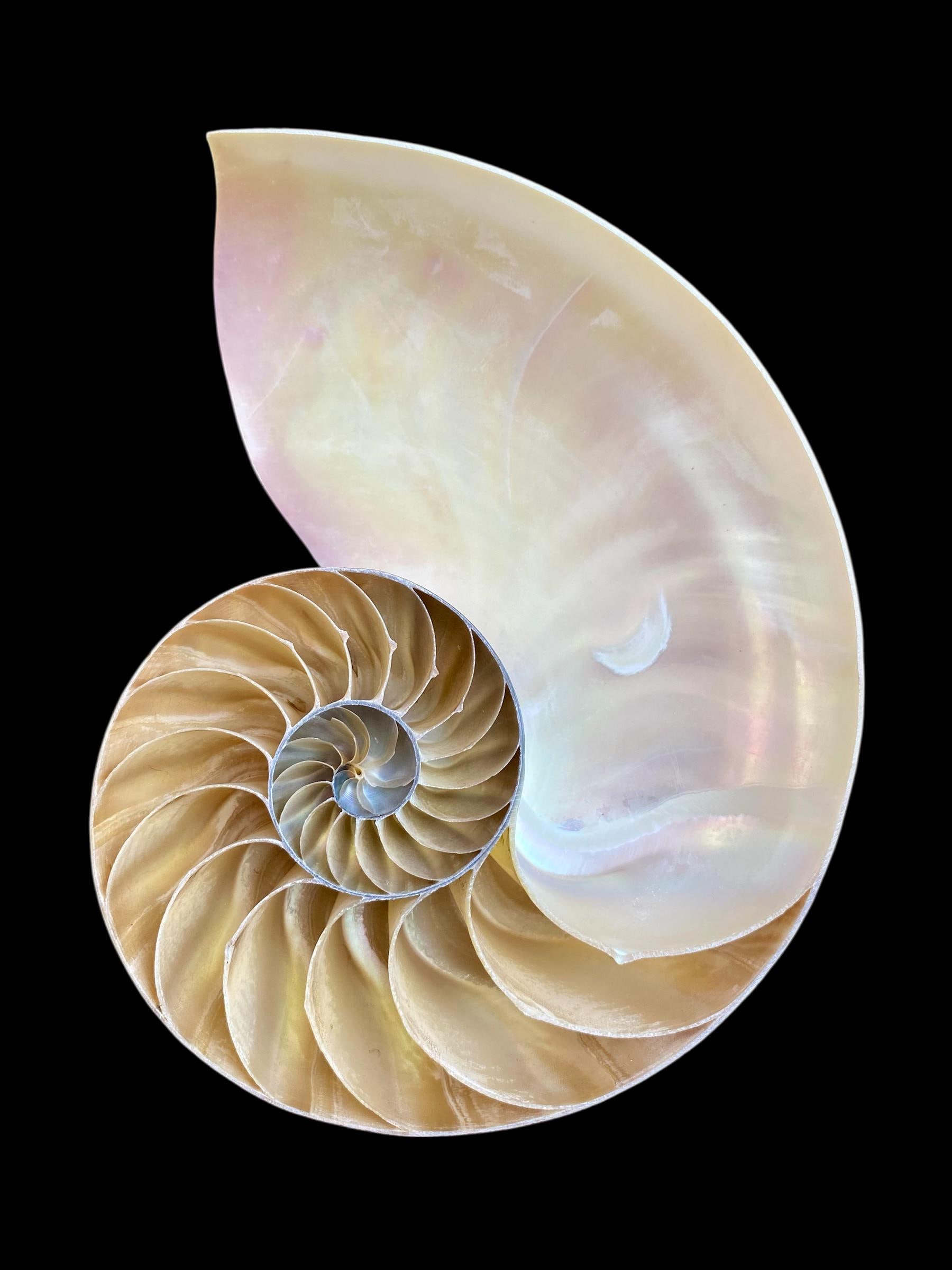 Nautilus Shell Cut in Half Curiosity Cabinet Decor (15 - 18cm ...