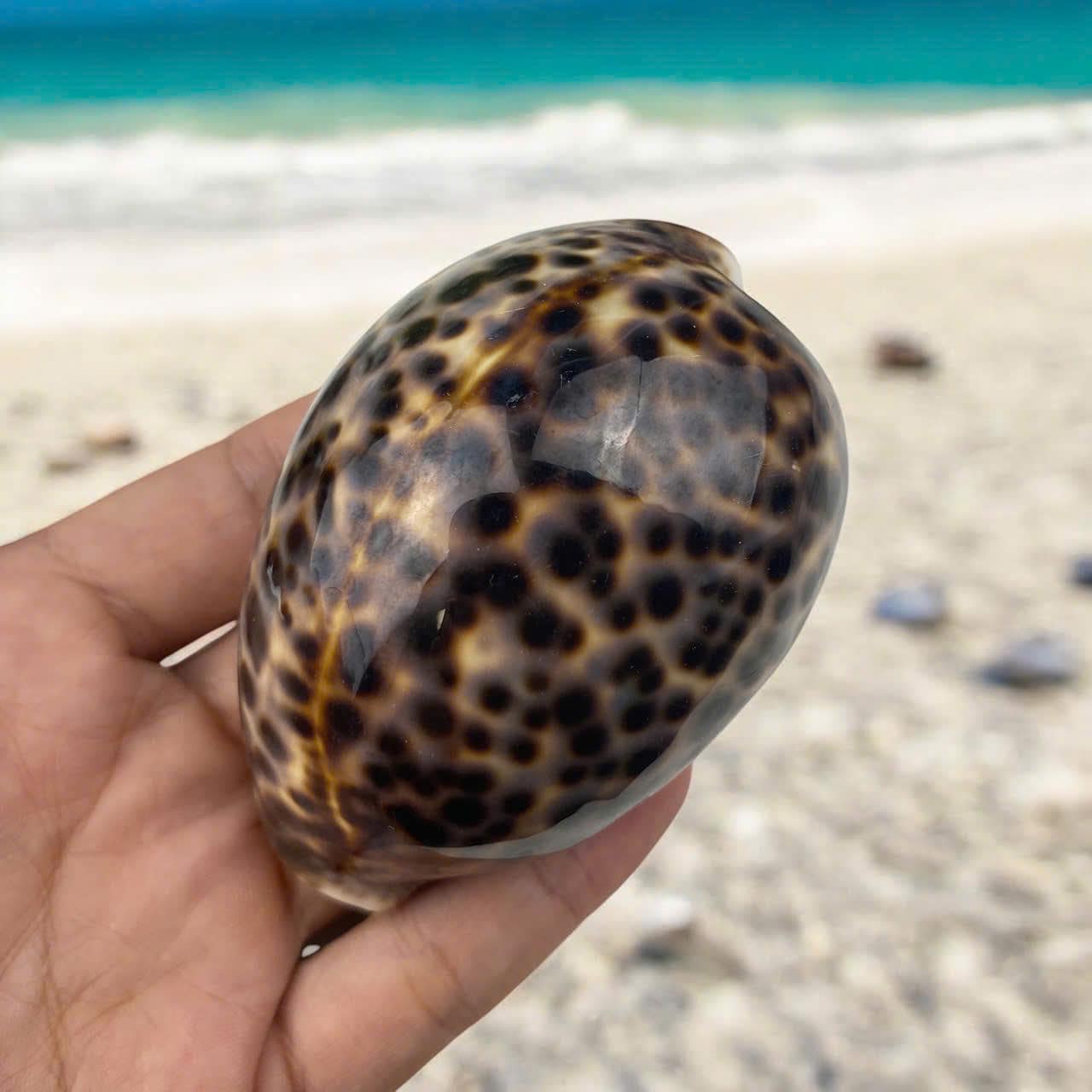 Tortoise Cowrie Seashell: Chelycypraea Testudinaria, Coastal Decor (3.5 ...