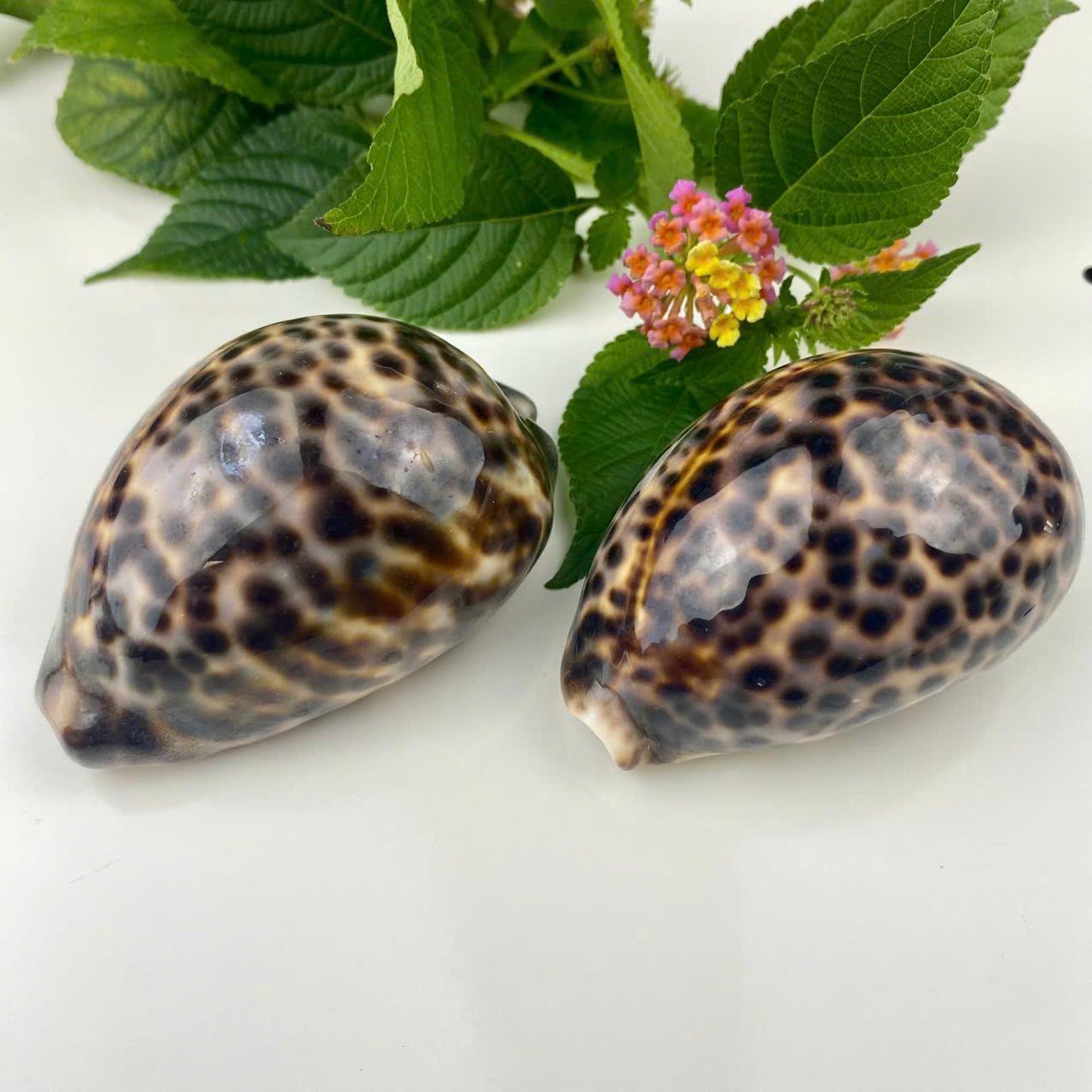 Tortoise Cowrie Seashell: Chelycypraea Testudinaria, Coastal Decor (3.5 ...