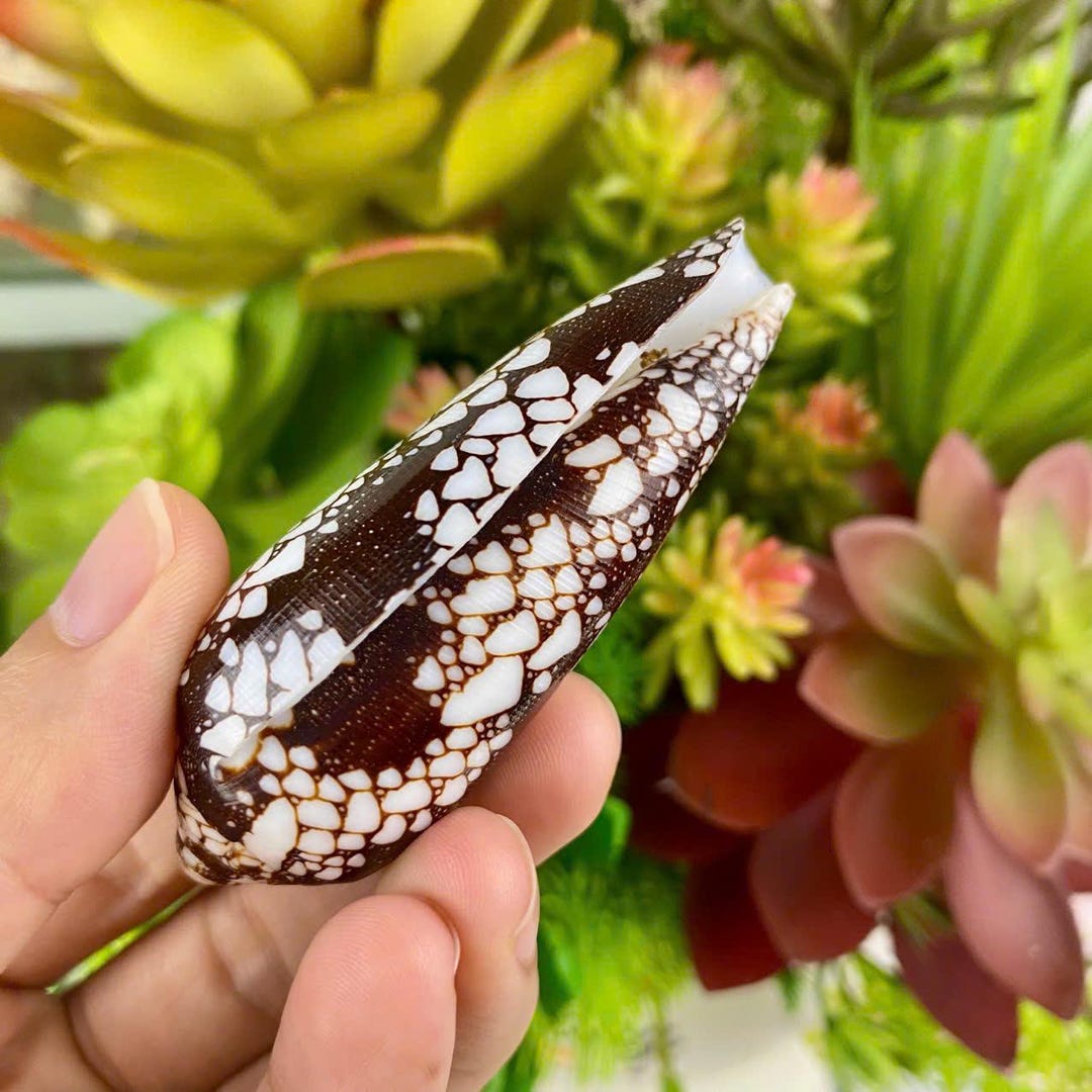 Aureus Cone Shell Collection (65-75mm) From Vietnam, Vietnam Shell ...