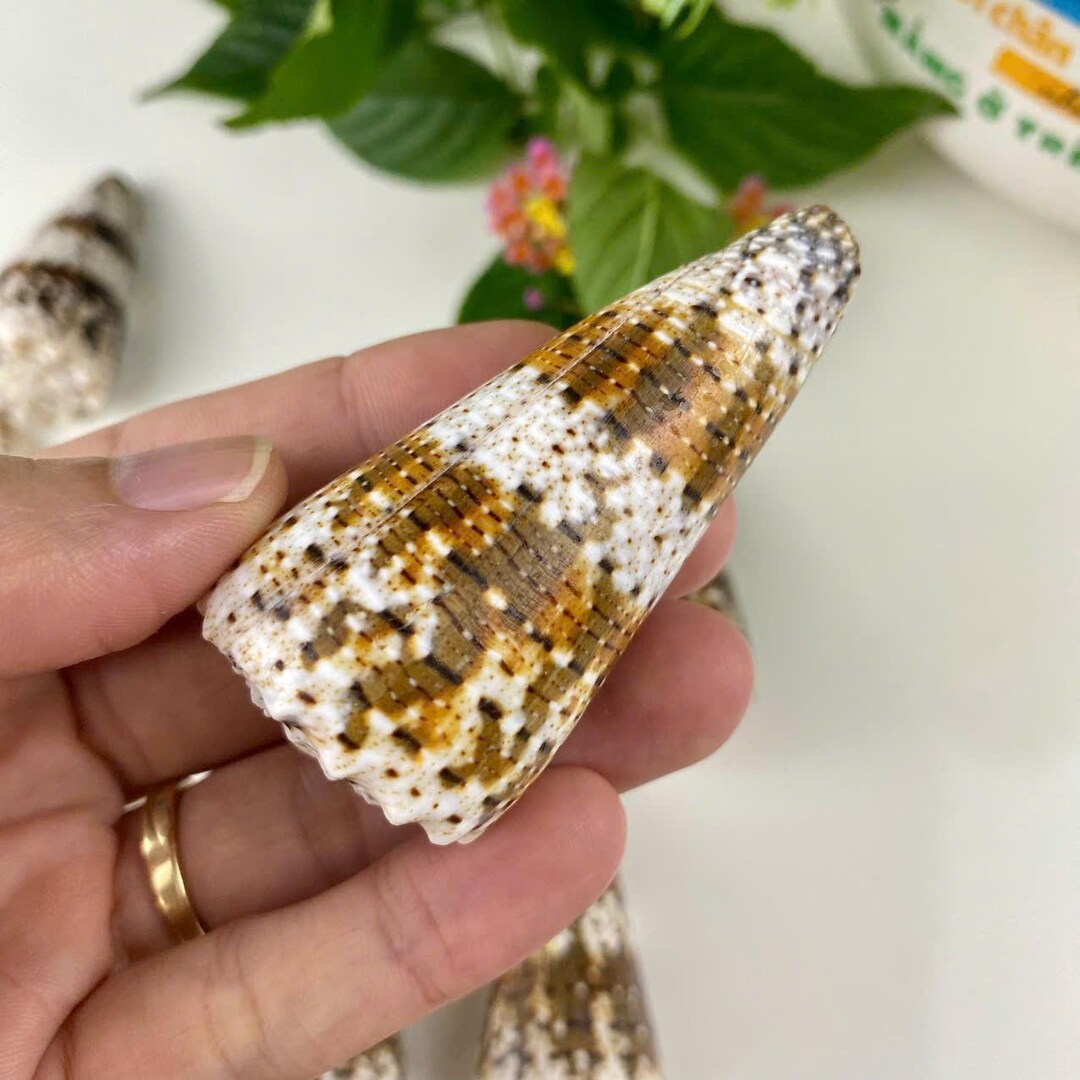 Rare Imperial Cone Collection, Conus Imperialis Shell (2-3inches), Exotic Seashell Collection ...