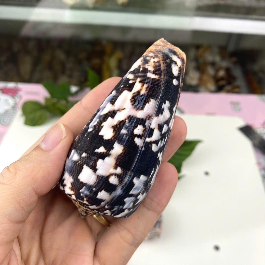 Conus Striatus Cone Shells, STRIATE CONE From Vietnam, Vietnam Specimen ...