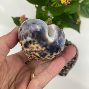 Tortoise Cowrie Seashell: Chelycypraea Testudinaria, Coastal Decor (3.5 ...