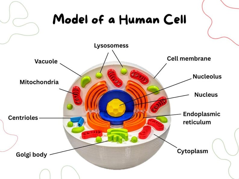 Model of a Human Cell - Etsy
