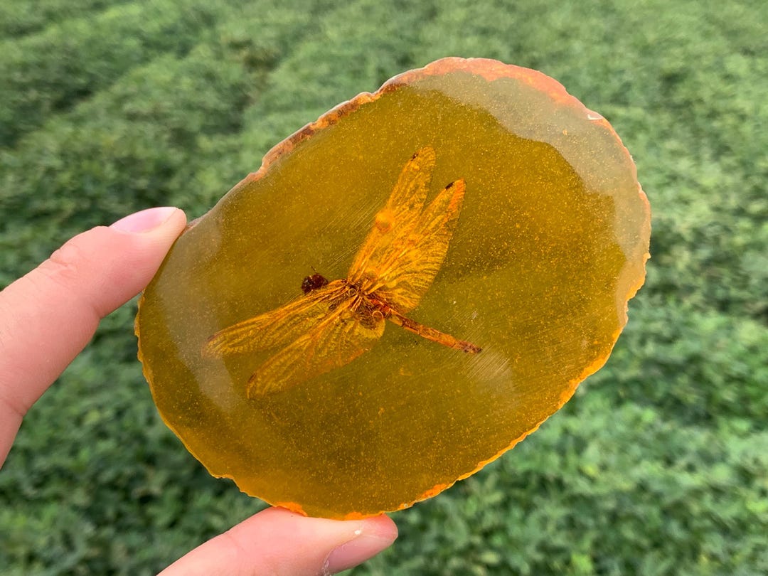 4.1''+ Resin Hand Carved Dragonfly Specimen,dragonfly Skull,crystal ...