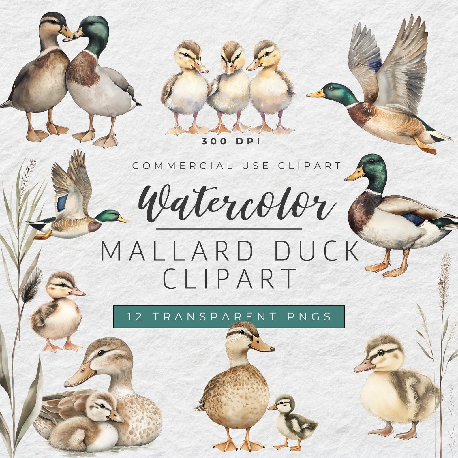 Watercolor Mallard Ducks Clipart, 300DPI PNG Digital Files, Transparent ...