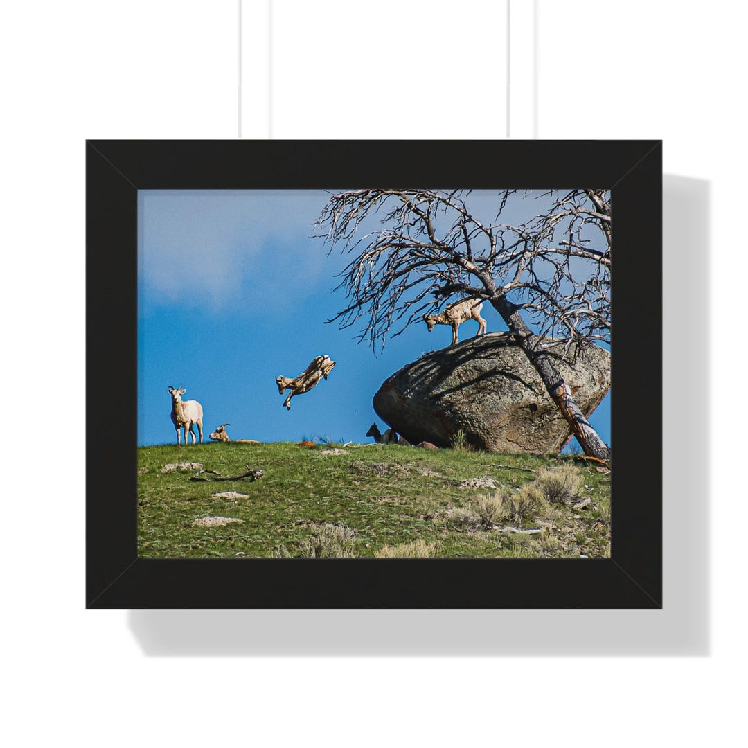 Mountain Goat Poster Print, Wildlife Animal Art, Nature Wall Decor ...