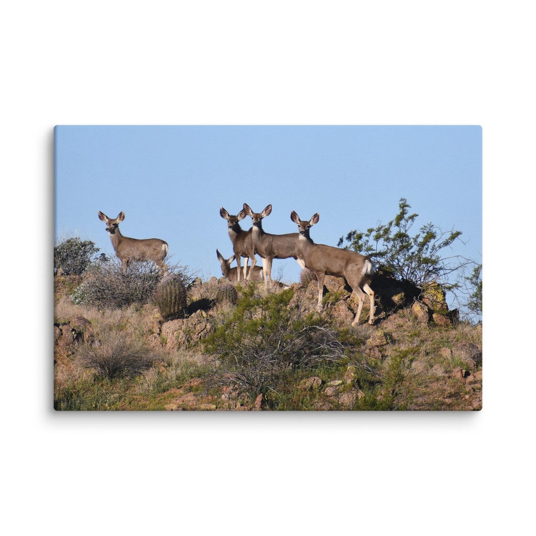 Mule Deer on the Ridge Canvas Print. Tonto National Forest Wildlife ...