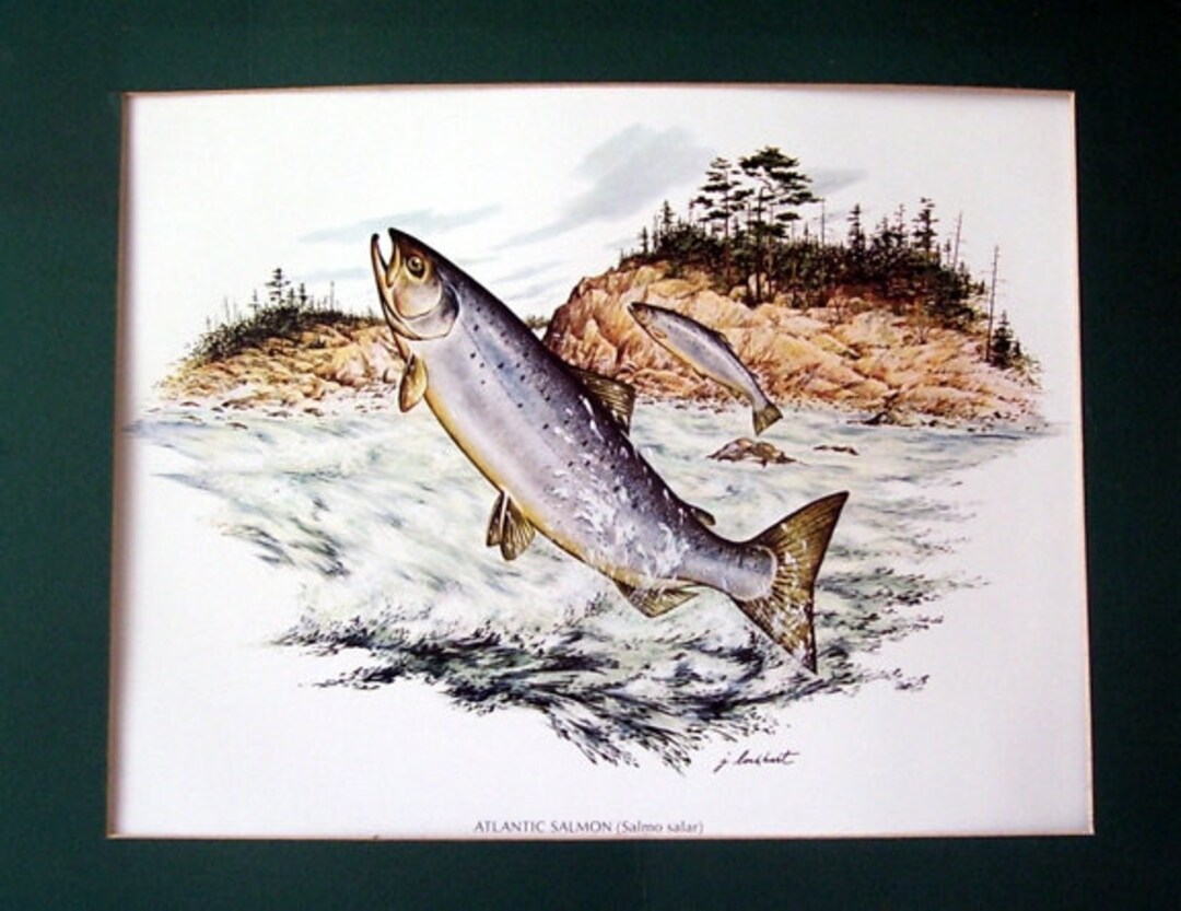 Atlantic Salmon Print Illustrated by James Lockhart, Wild America Book ...