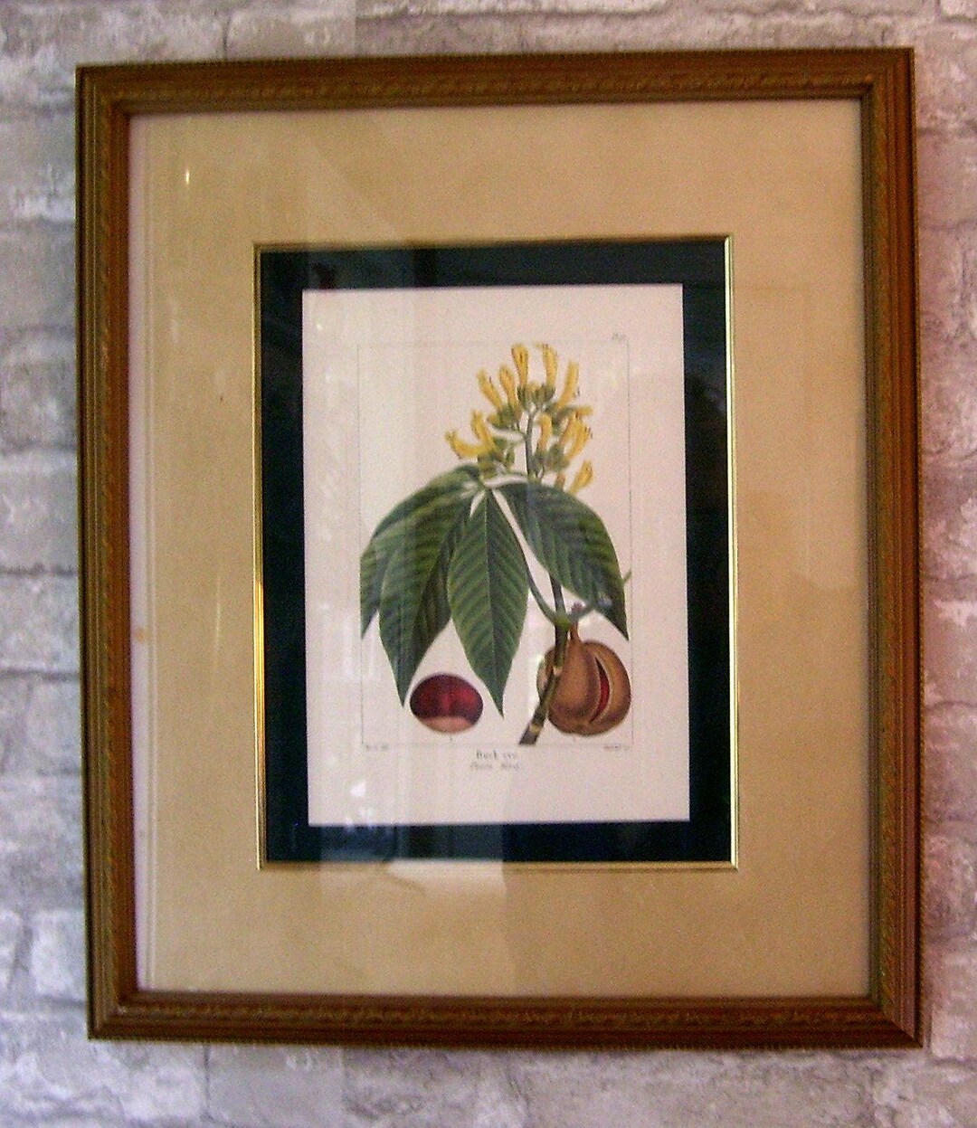 Buck Eye Reproduction Print - Original Was Painted by Michaux, Francois ...