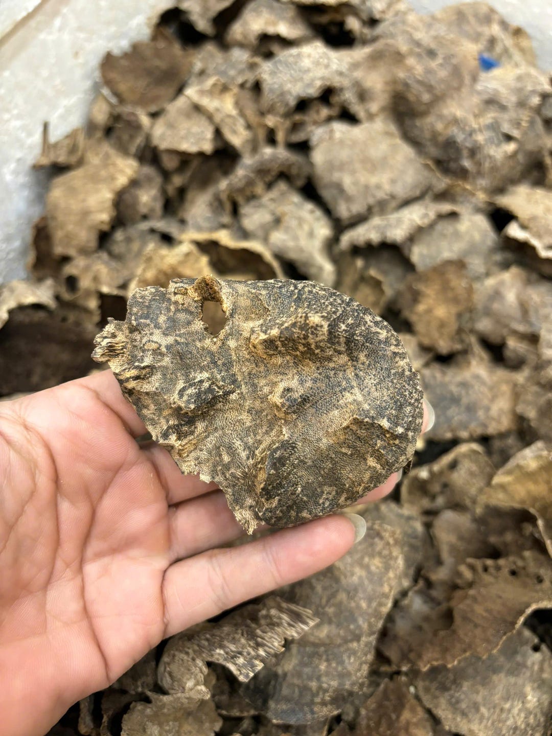 Vietnam Natural Agarwood - Natural Oud - Sweet Aroma - Super Special ...