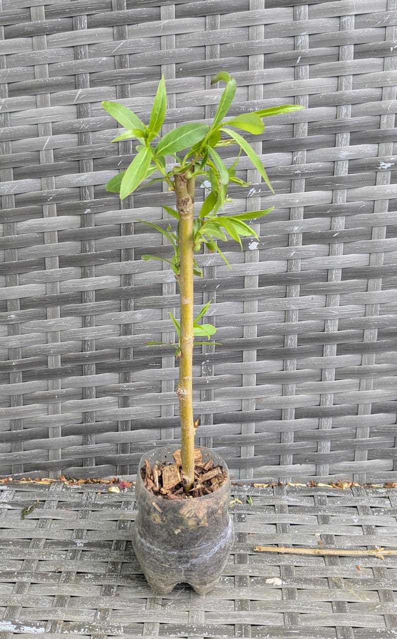 Bonsai Starter | Golden Weeping Willow Tree | 1ft Tall Fast Growing ...